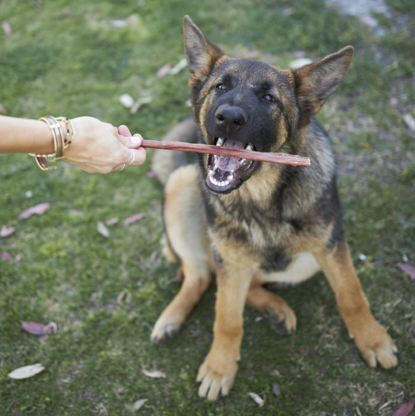 Kazoo Prime Cuts Beef Bully Stick 15cm 6pk - RSPCA VIC